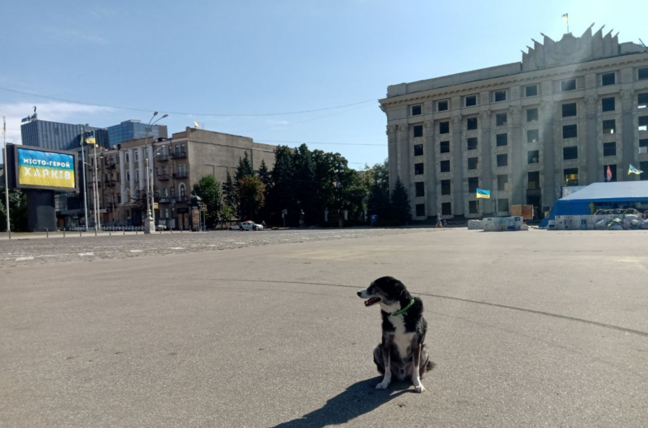 UPAW: тваринам на звільнених територіях потрібна допомога